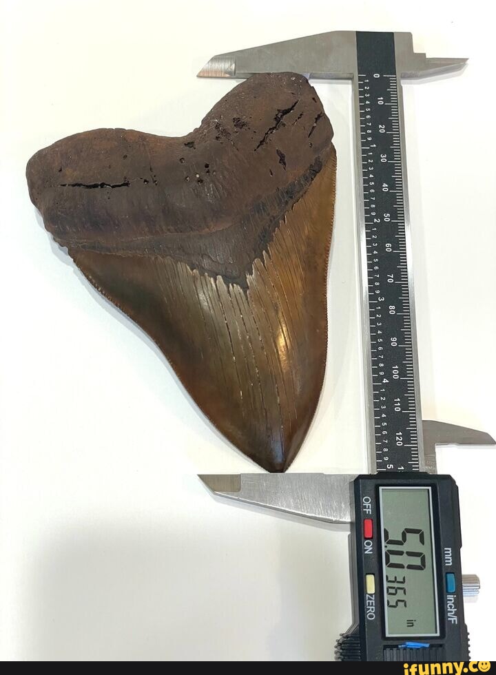 Megalodon memes. Best Collection of funny Megalodon pictures on iFunny