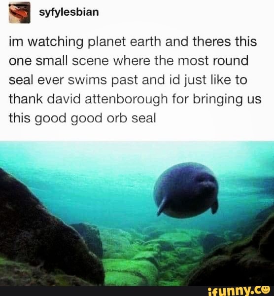 Spheal memes. Best Collection of funny Spheal pictures on iFunny