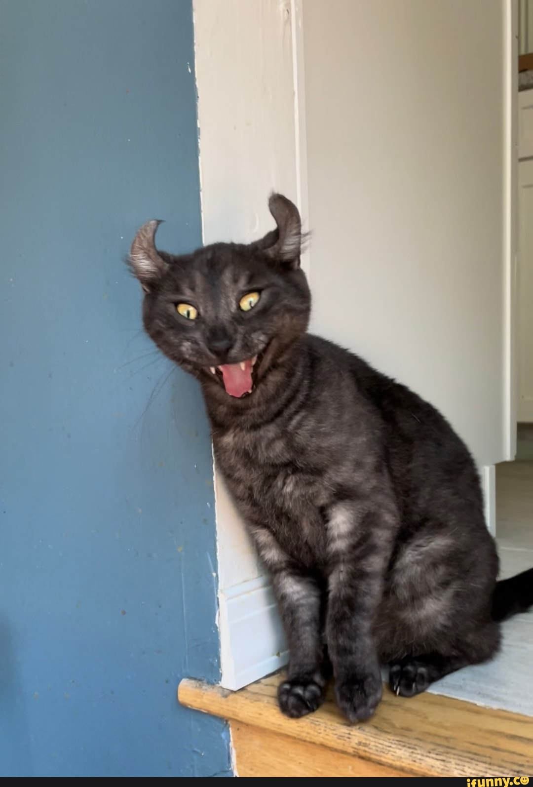 Meliv memes. Best Collection of funny Meliv pictures on iFunny