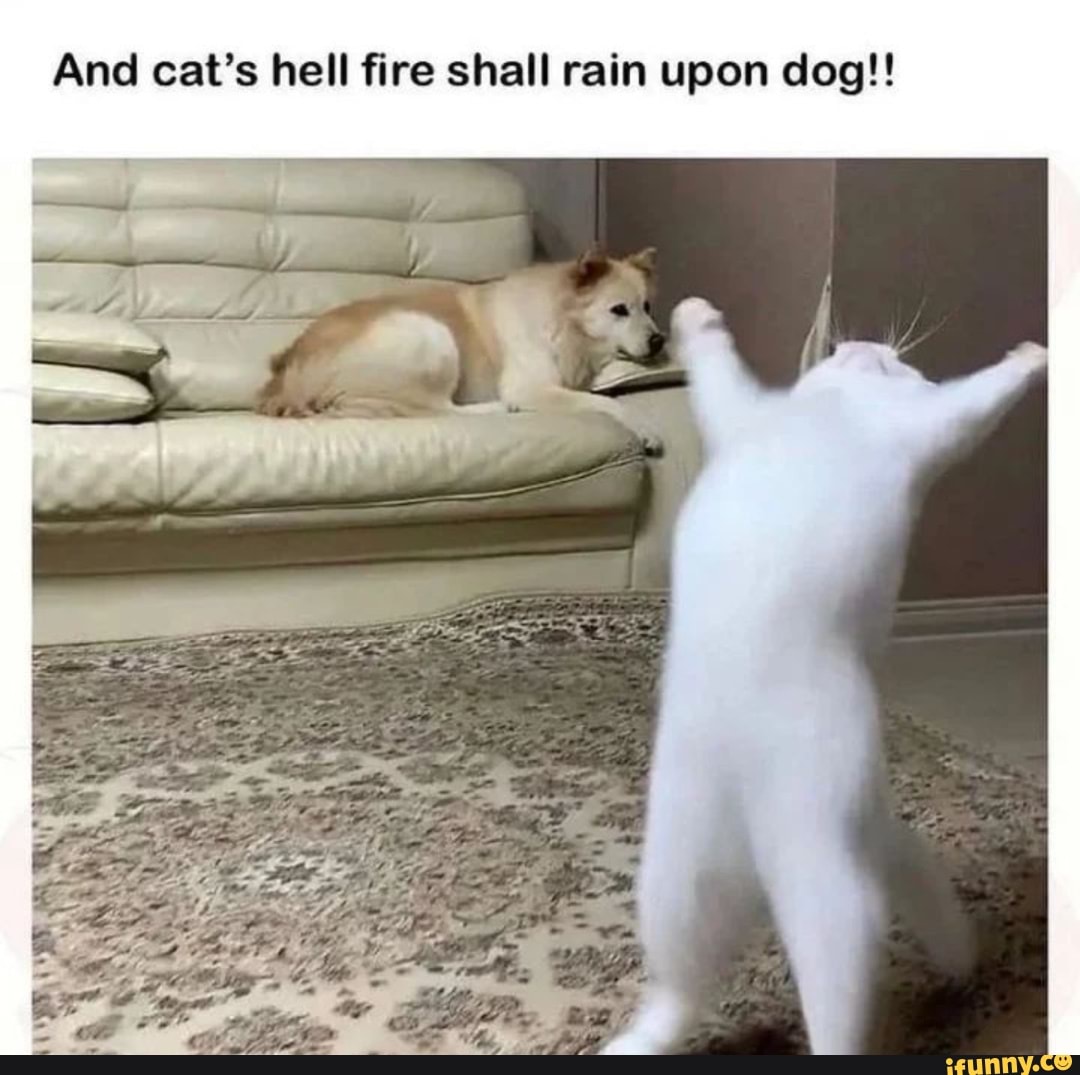 And cat's hell fire shall rain upon dog!! - iFunny