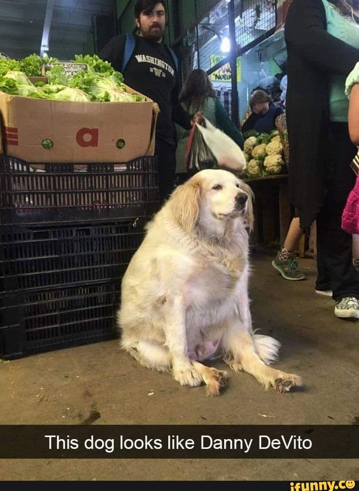 Ss This Dog Looks Like Danny Devito Ifunny