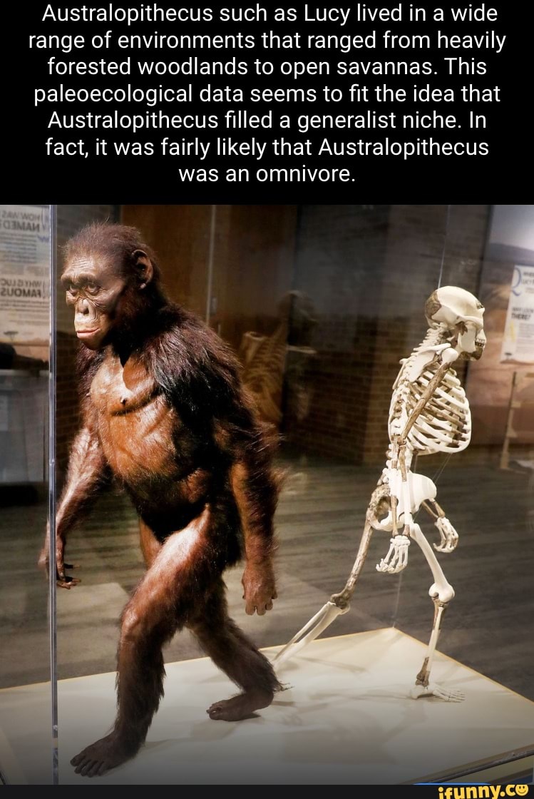 Australopithecus such as Lucy lived in a wide range of environments ...