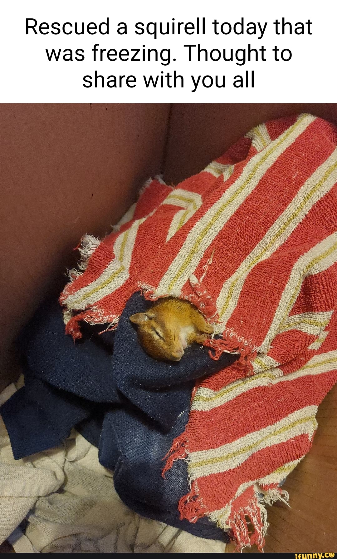 Squirel memes. Best Collection of funny Squirel pictures on iFunny