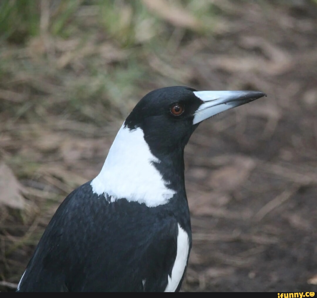 Magpie memes. Best Collection of funny Magpie pictures on iFunny