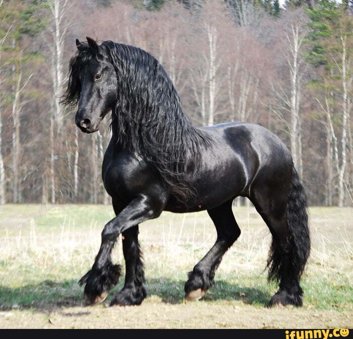 Friesian_horse memes. Best Collection of funny Friesian_horse pictures ...