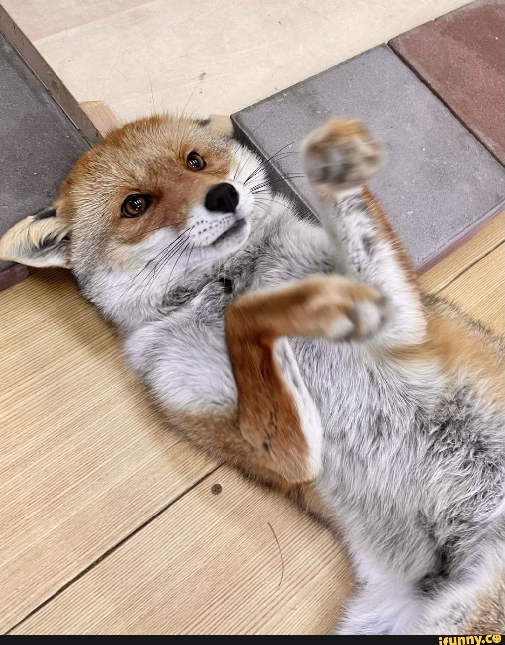 Picture memes V1fJ5snGA by Sergalicious - iFunny