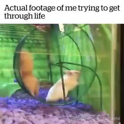 Actual footage of me trying to get through life - iFunny :)