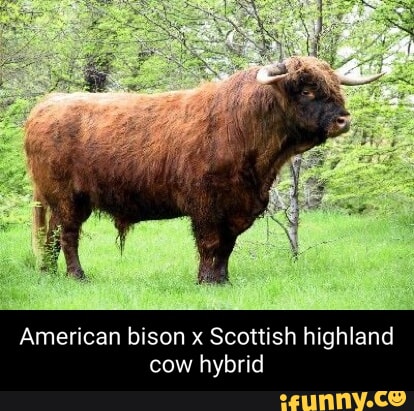 American bison x Scottish highland cow hybrid - iFunny
