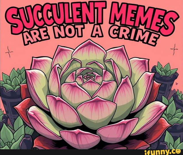 Succulent memes are not a crime - iFunny