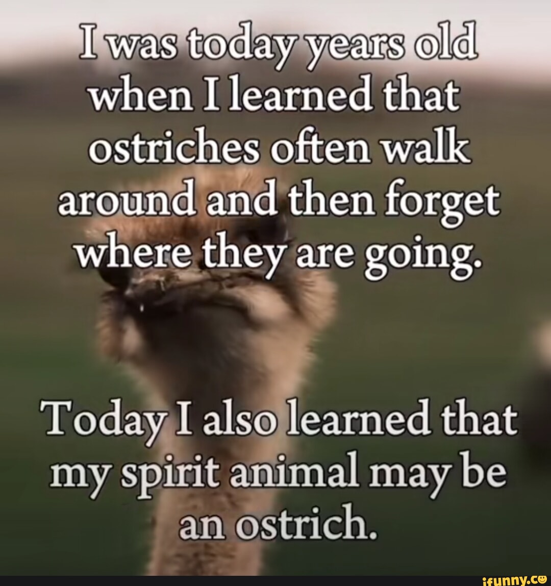 Ostrich memes. Best Collection of funny Ostrich pictures on iFunny