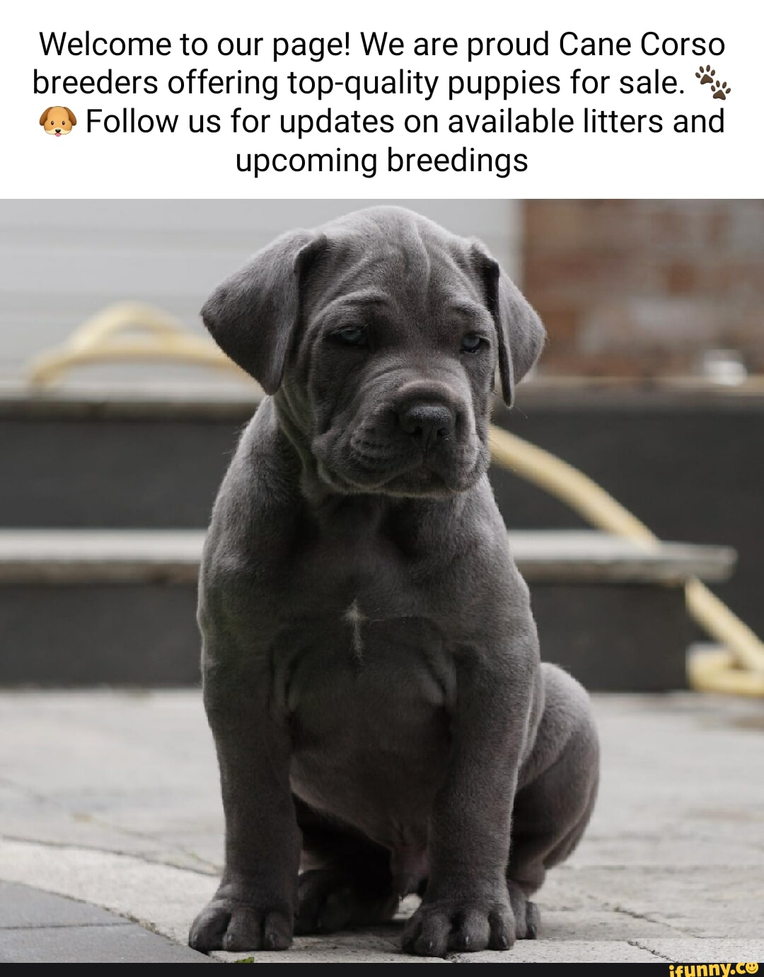 Meme Cane Eccitato Quali Sono I Cani Più Intelligenti? La Risposta In