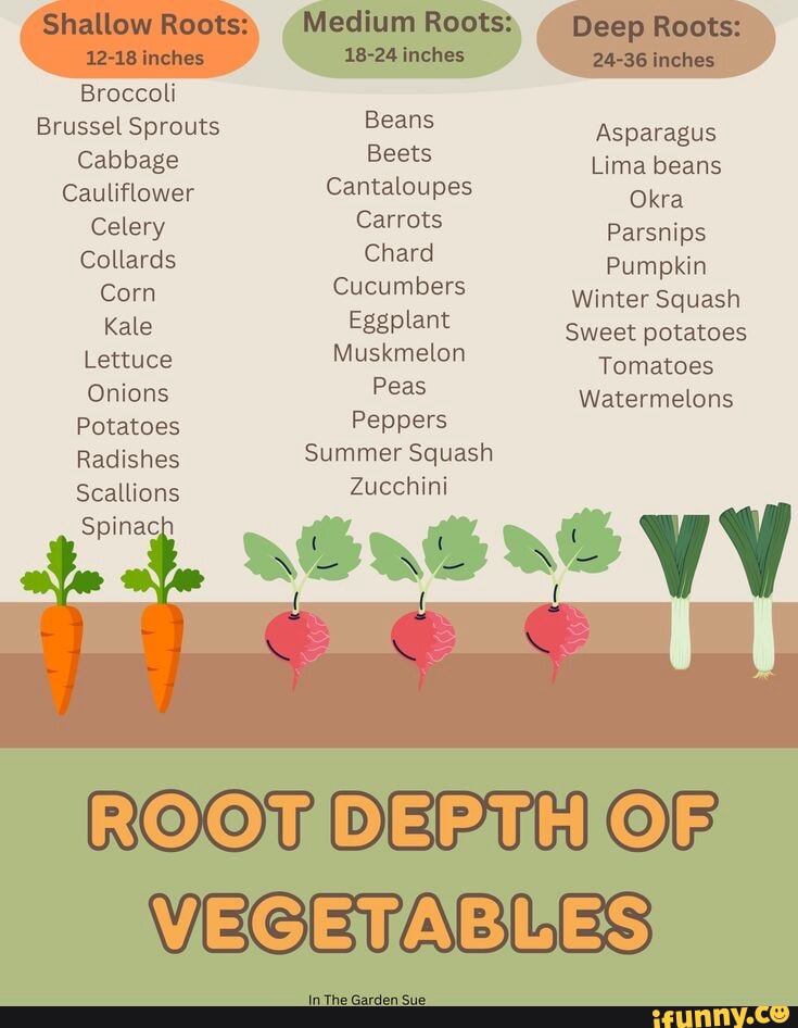 Cauliflower memes. Best Collection of funny Cauliflower pictures on iFunny