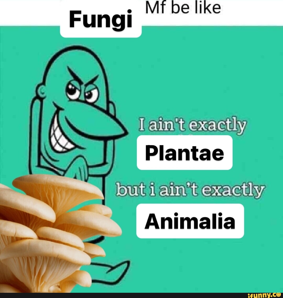 Fungi memes. Best Collection of funny Fungi pictures on iFunny