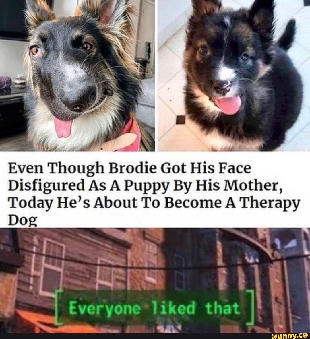 Even Though Brodie Got His Face Disfigured As A Puppy By His Mother ...