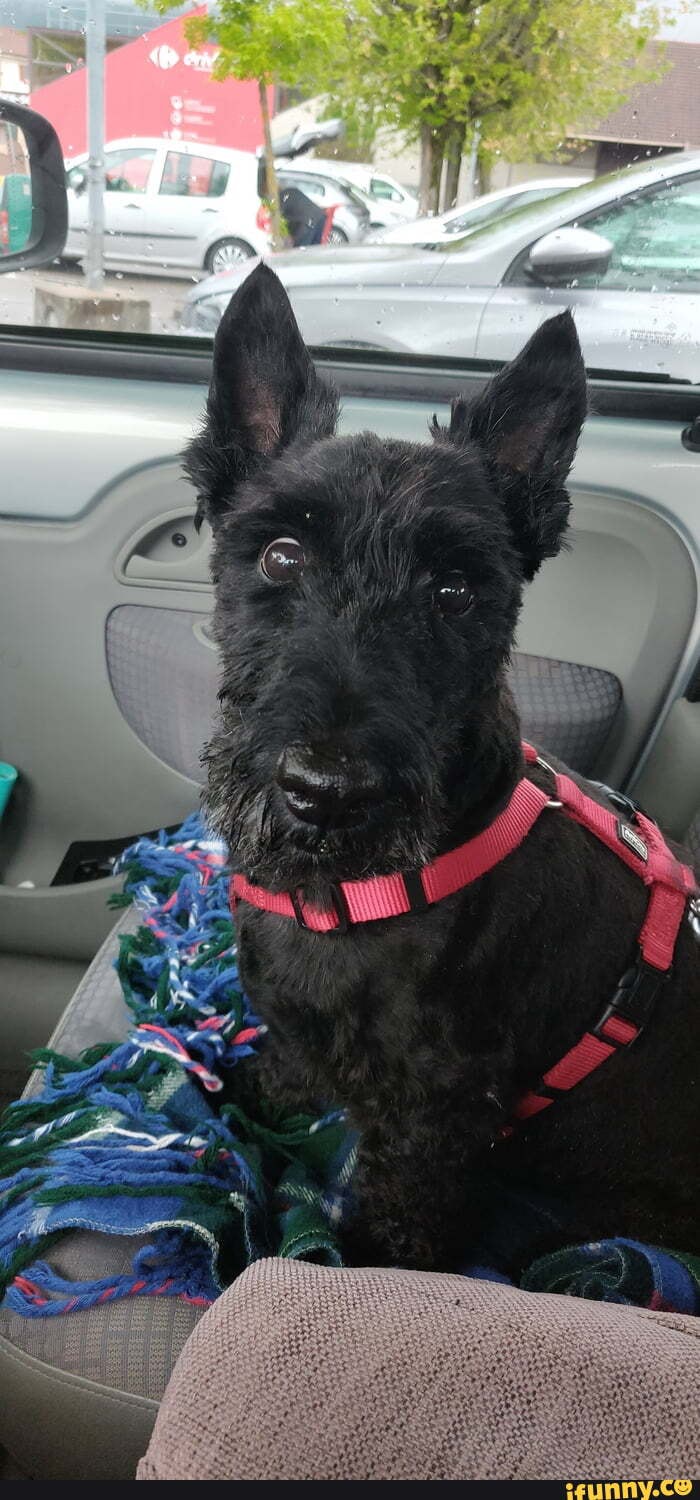 Scottish_terrier memes. Best Collection of funny Scottish_terrier ...