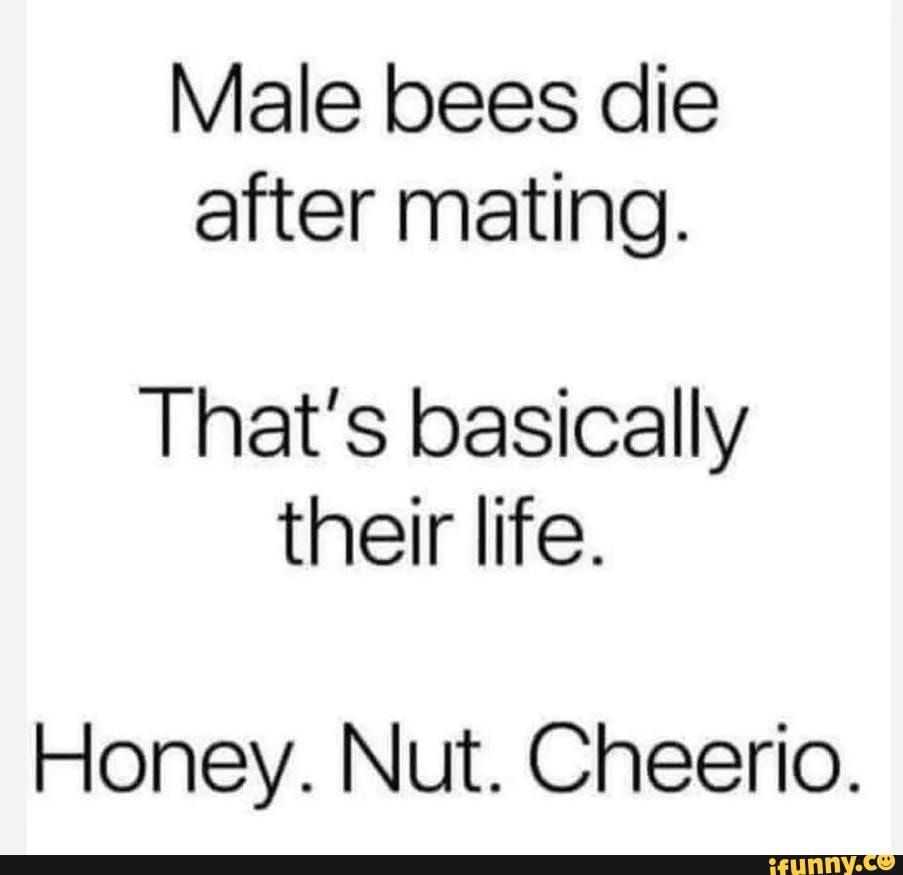 Male bees die after mating. That's basically their life. Honey. Nut ...