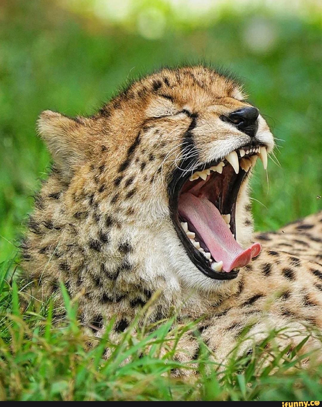 Cheetah memes. Best Collection of funny Cheetah pictures on iFunny