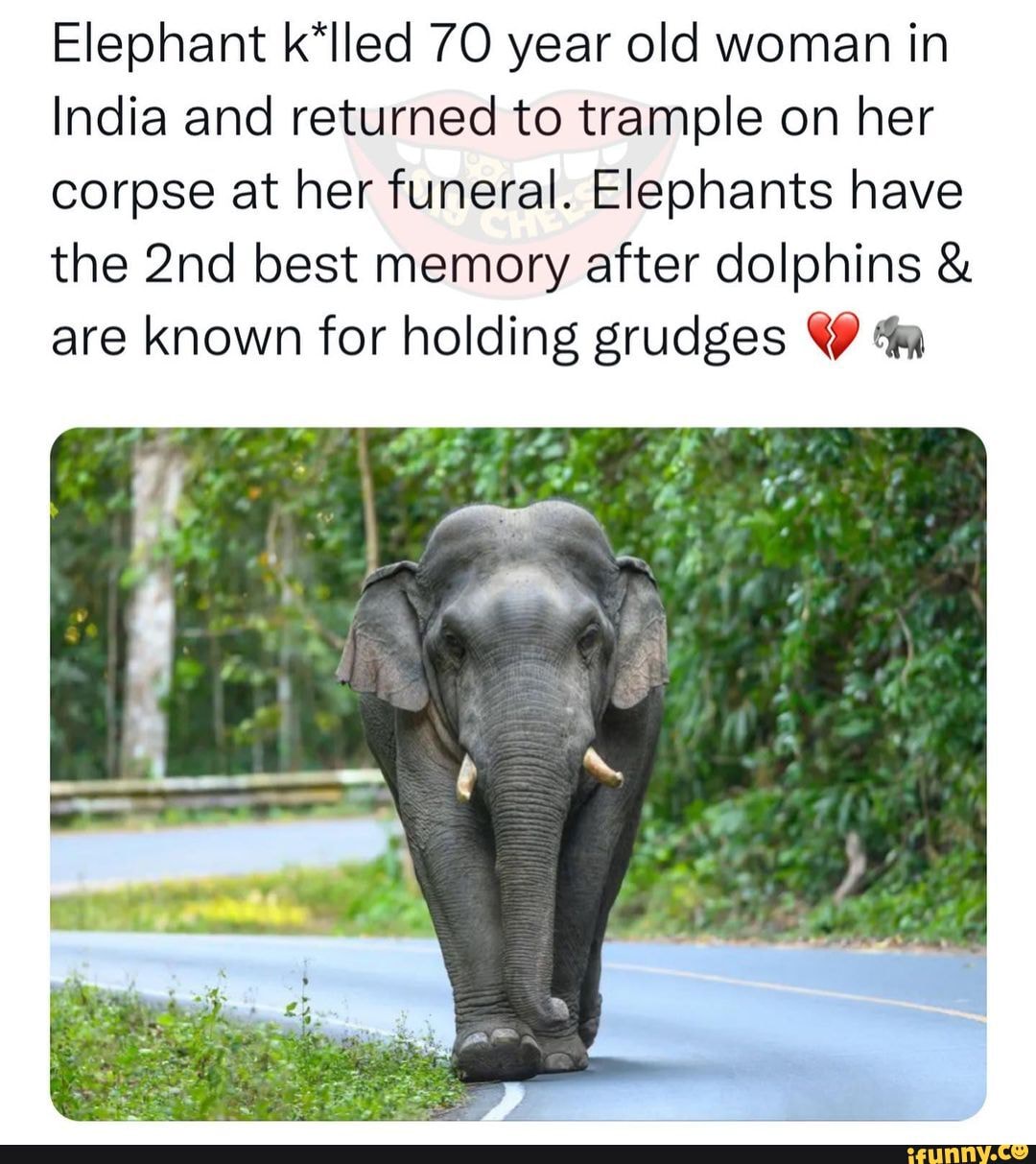 Elephant k*lled 70 year old woman in India and returned to trample on ...