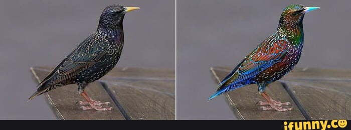 Common_starling memes. Best Collection of funny Common_starling ...