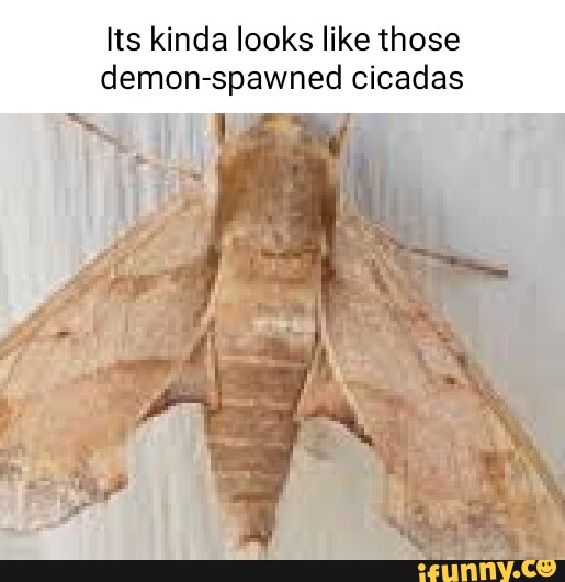 Cicadas memes. Best Collection of funny Cicadas pictures on iFunny