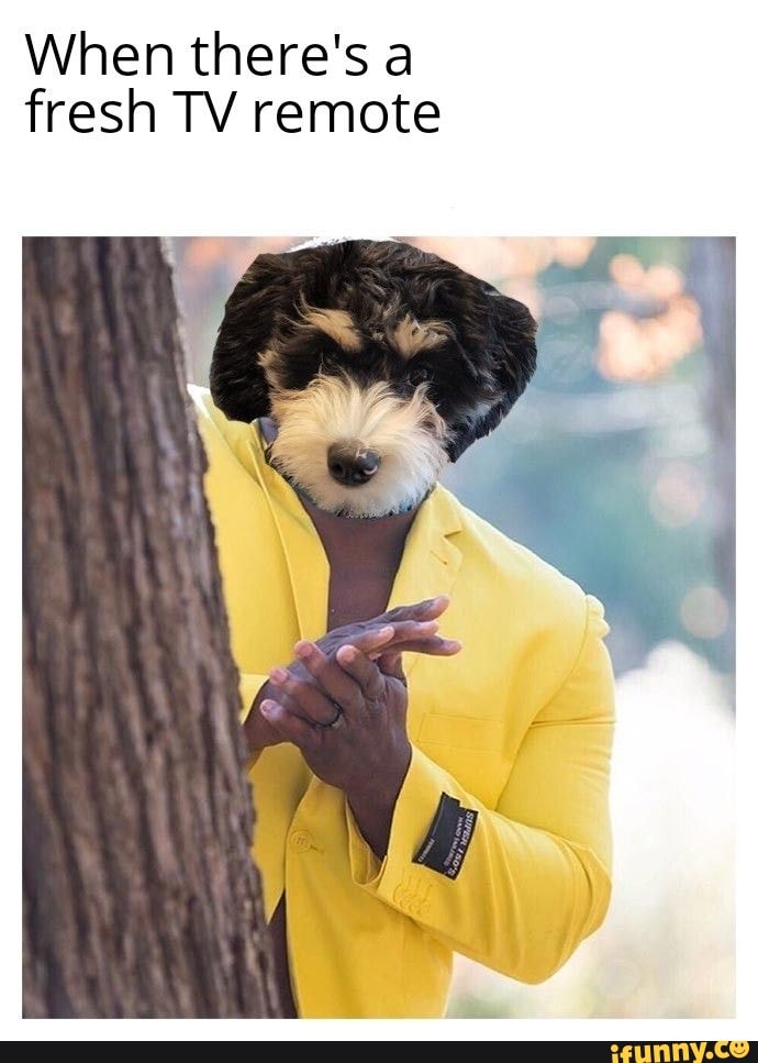 Bernedoodle memes. Best Collection of funny Bernedoodle pictures on iFunny
