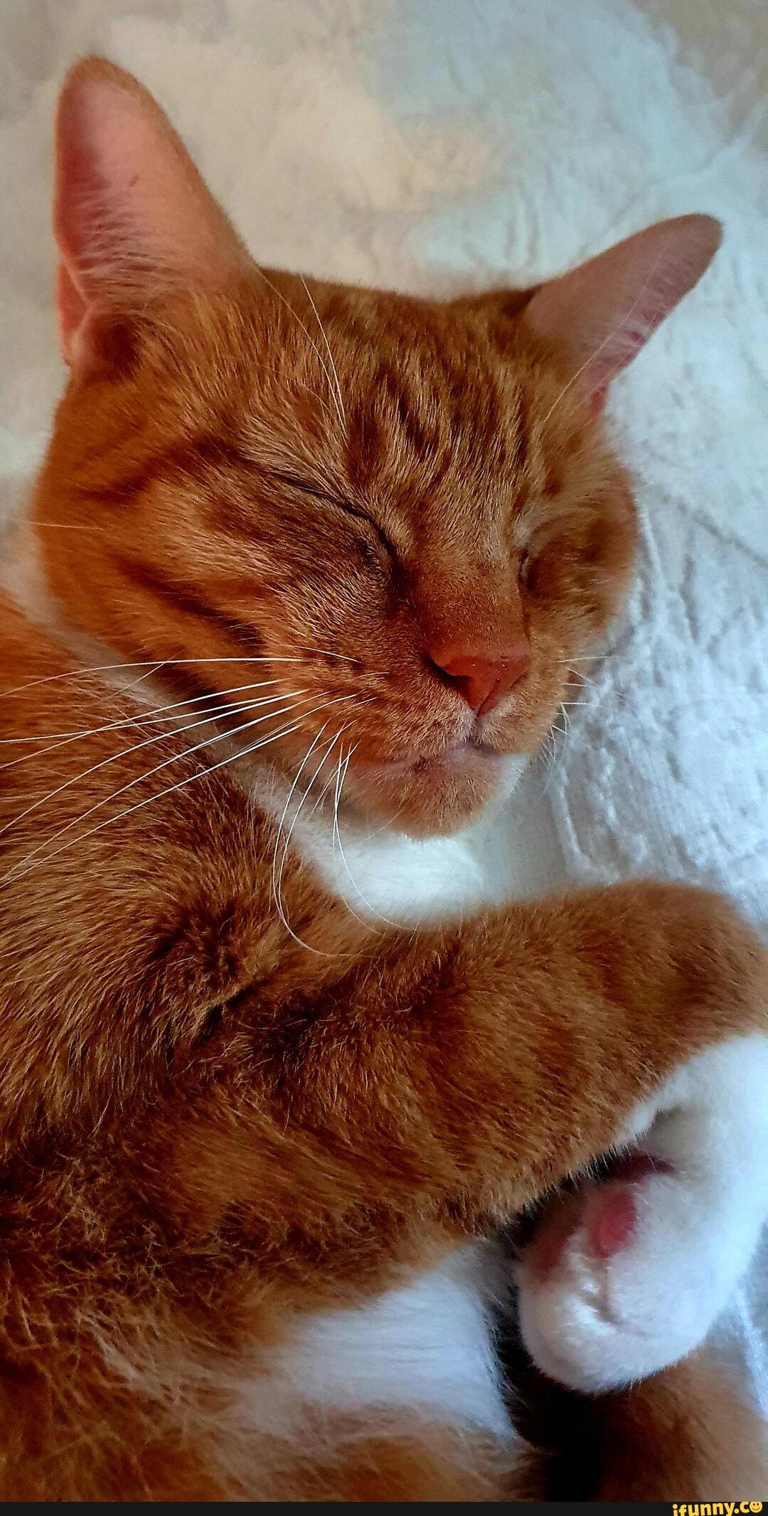 Miffy memes. Best Collection of funny Miffy pictures on iFunny