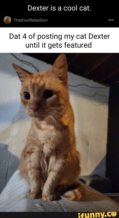 Dexter is a cool cat. thekiwirebellion Dat 4 of posting my cat Dexter ...