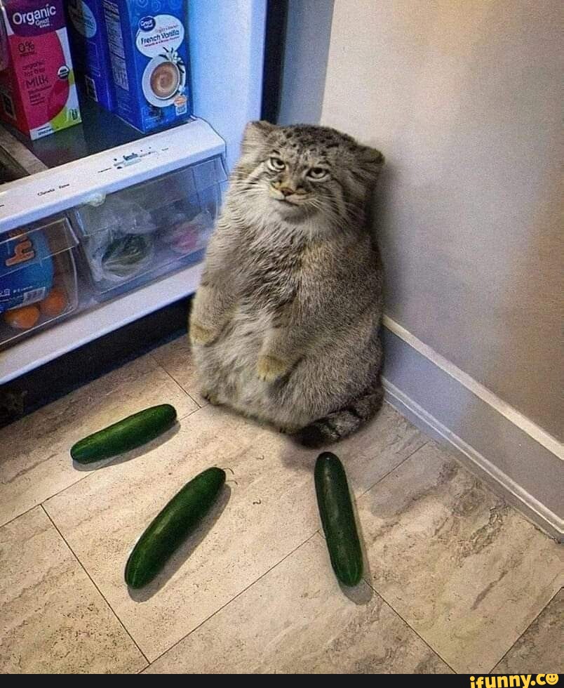 Animalmeme memes. Best Collection of funny Animalmeme pictures on iFunny