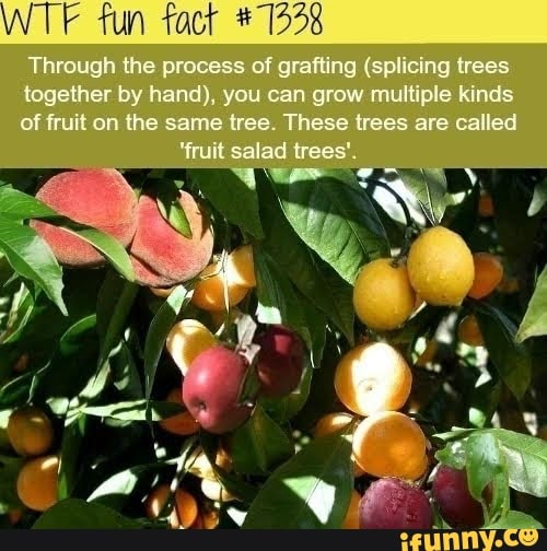 Tun tact Through the process of grafting (splicing trees together by ...