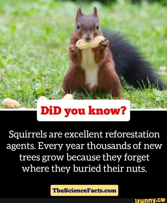 Reforestation memes. Best Collection of funny Reforestation pictures on ...