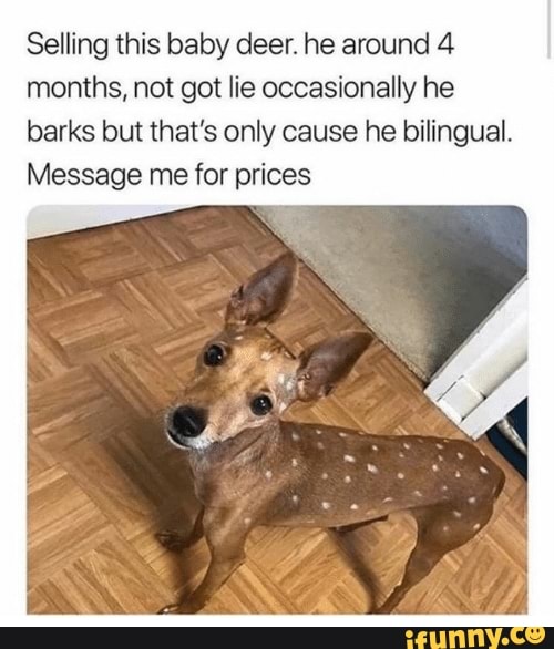 Selling this baby deer. he around 4 months, not got lie occasionally he ...