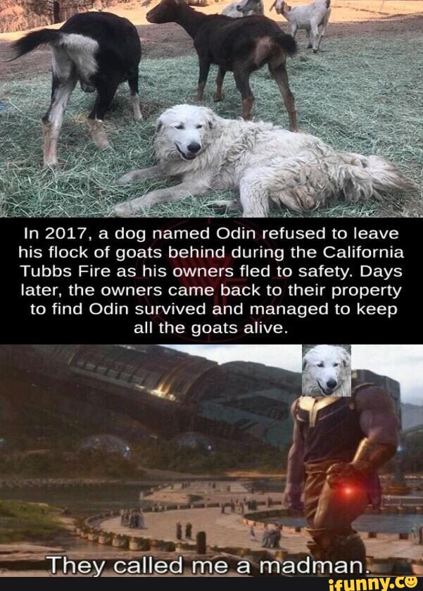 In 2017, a dog named Odin refused to leave his flock of goals behind ...