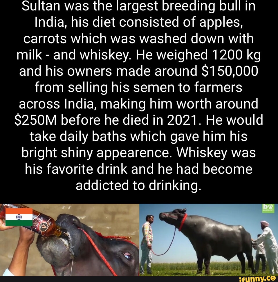 Sultan was the largest breeding bull in India, his diet consisted of ...