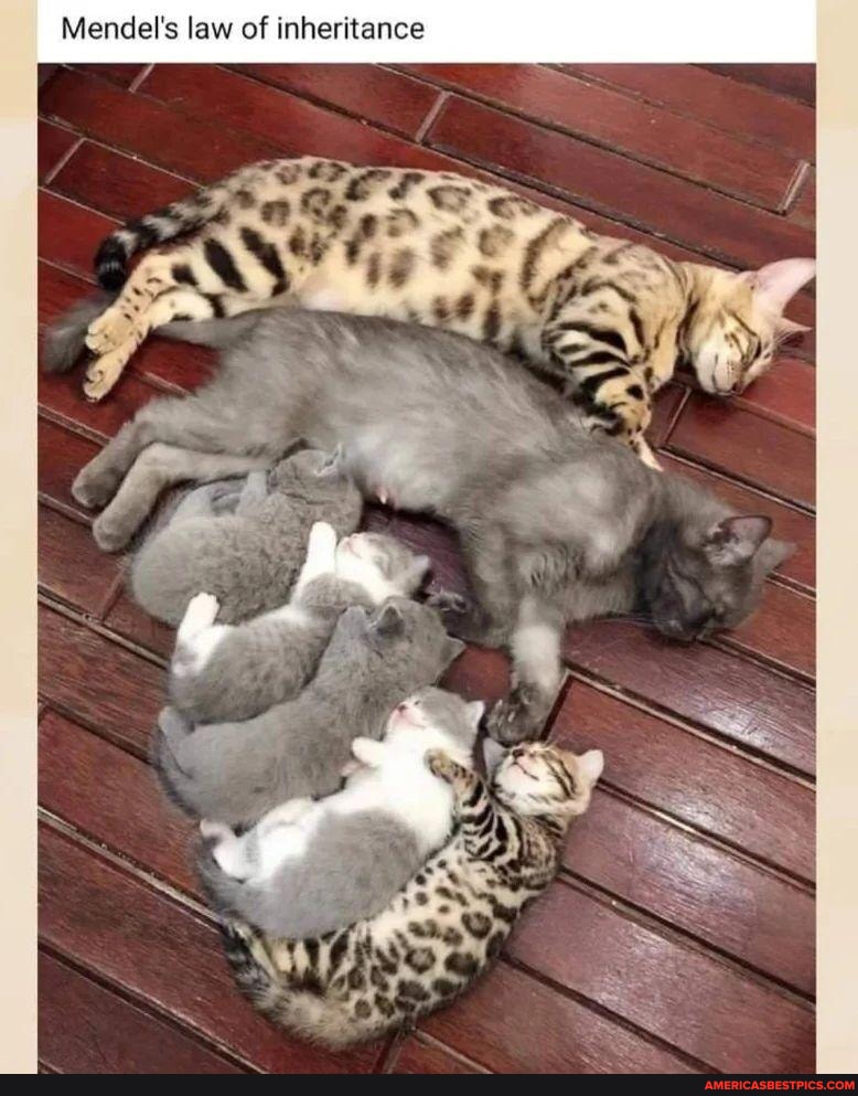 N/A - Mendel's law of inheritance - America’s best pics and videos