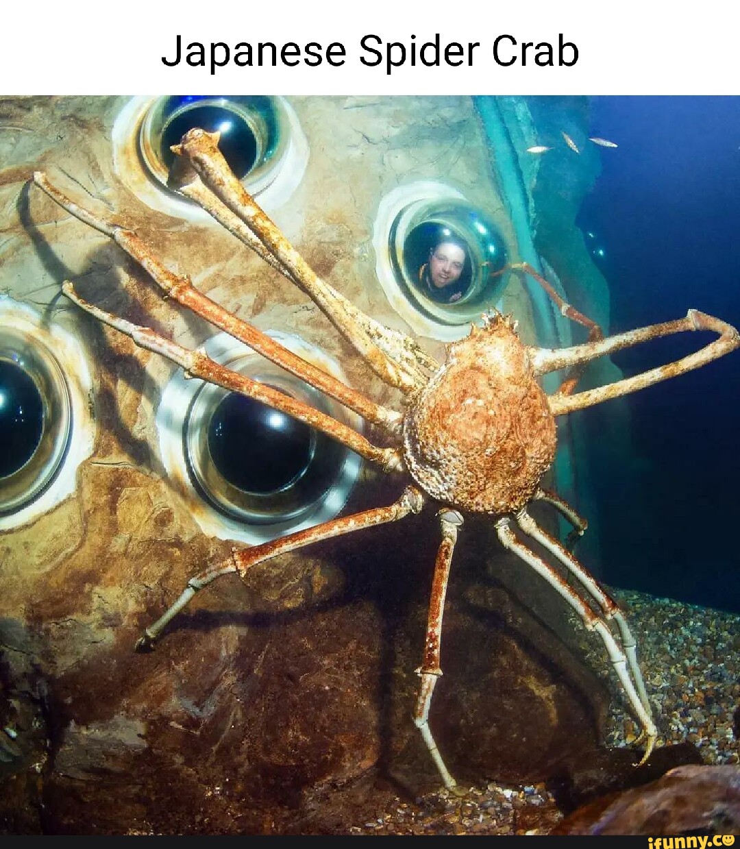 Of Japanese Spider Crab - iFunny