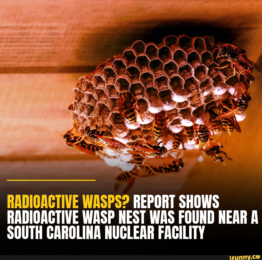 RADIOACTIVE WASPS? REPORT SHOWS RADIOACTIVE WASP NEST WAS FOUND NEAR A ...