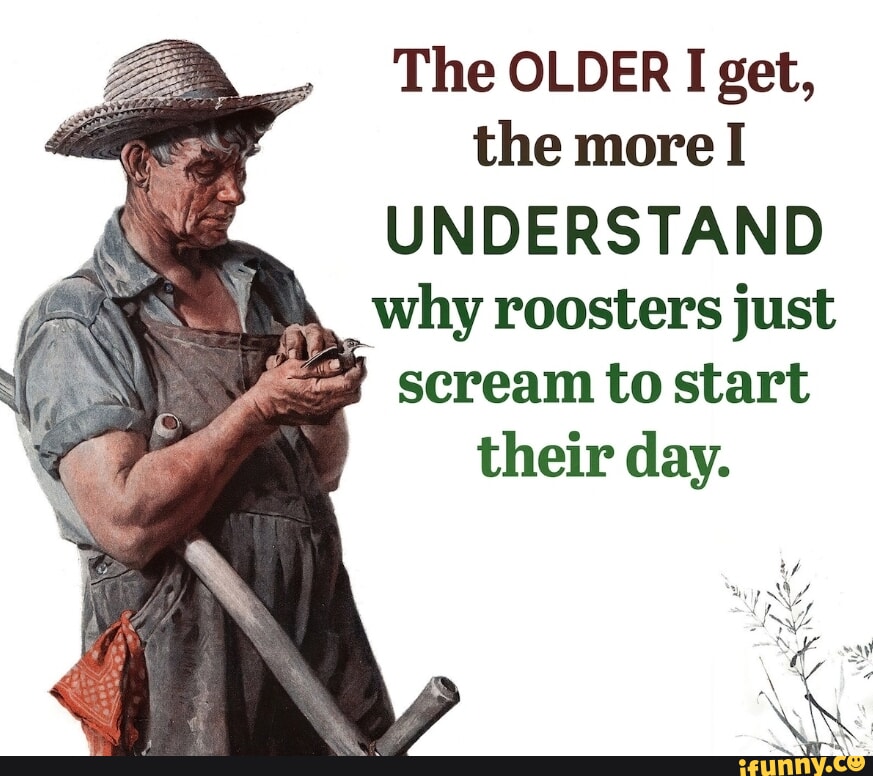 Roosters memes. Best Collection of funny Roosters pictures on iFunny