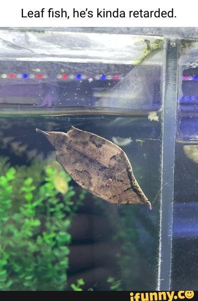 Leaf fish, he's kinda retarded. - iFunny