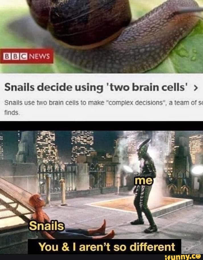 Snails decide using 'two brain cells' > Snails use vO brain cells to ...
