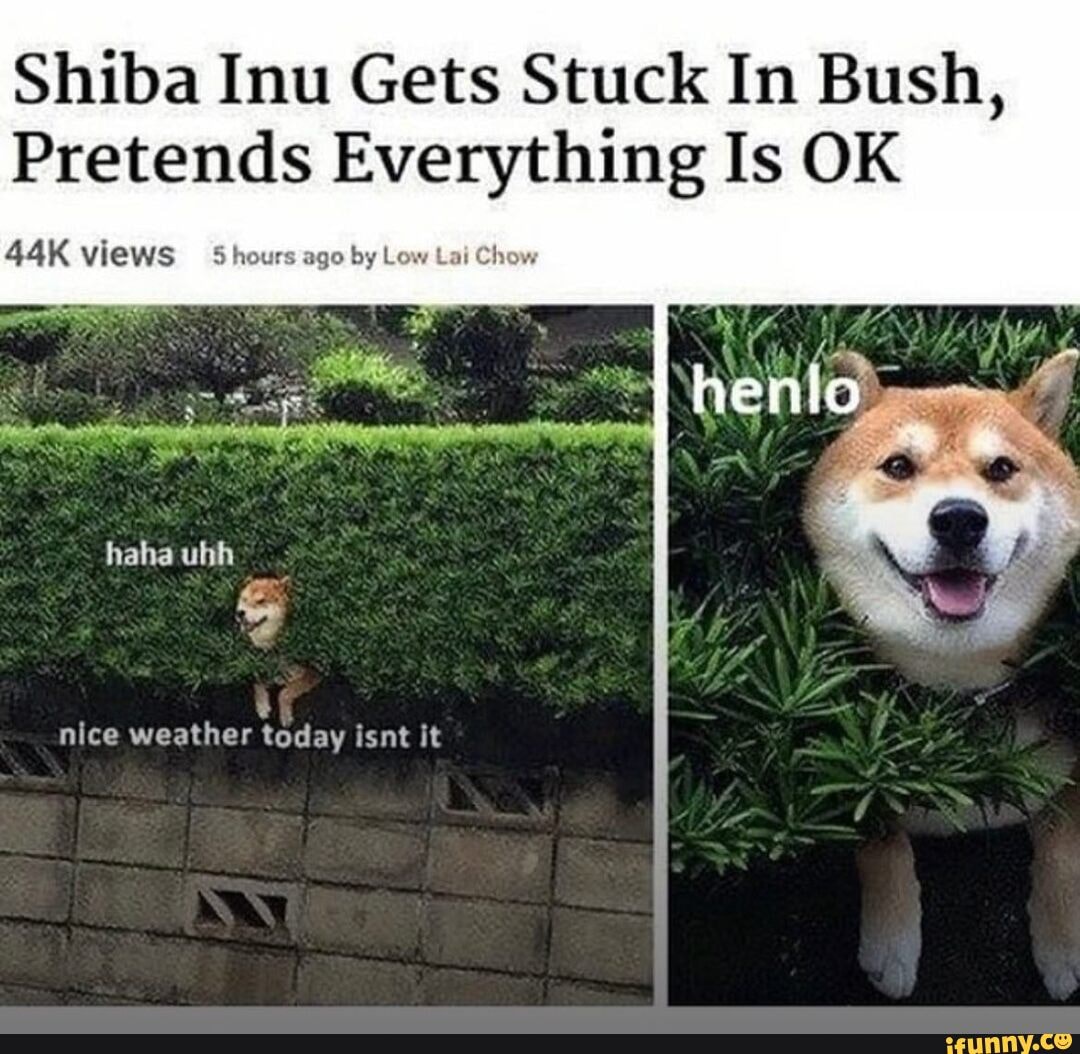 Shiba Inu Gets Stuck In Bush, Pretends Everything Is OK views hours ago ...