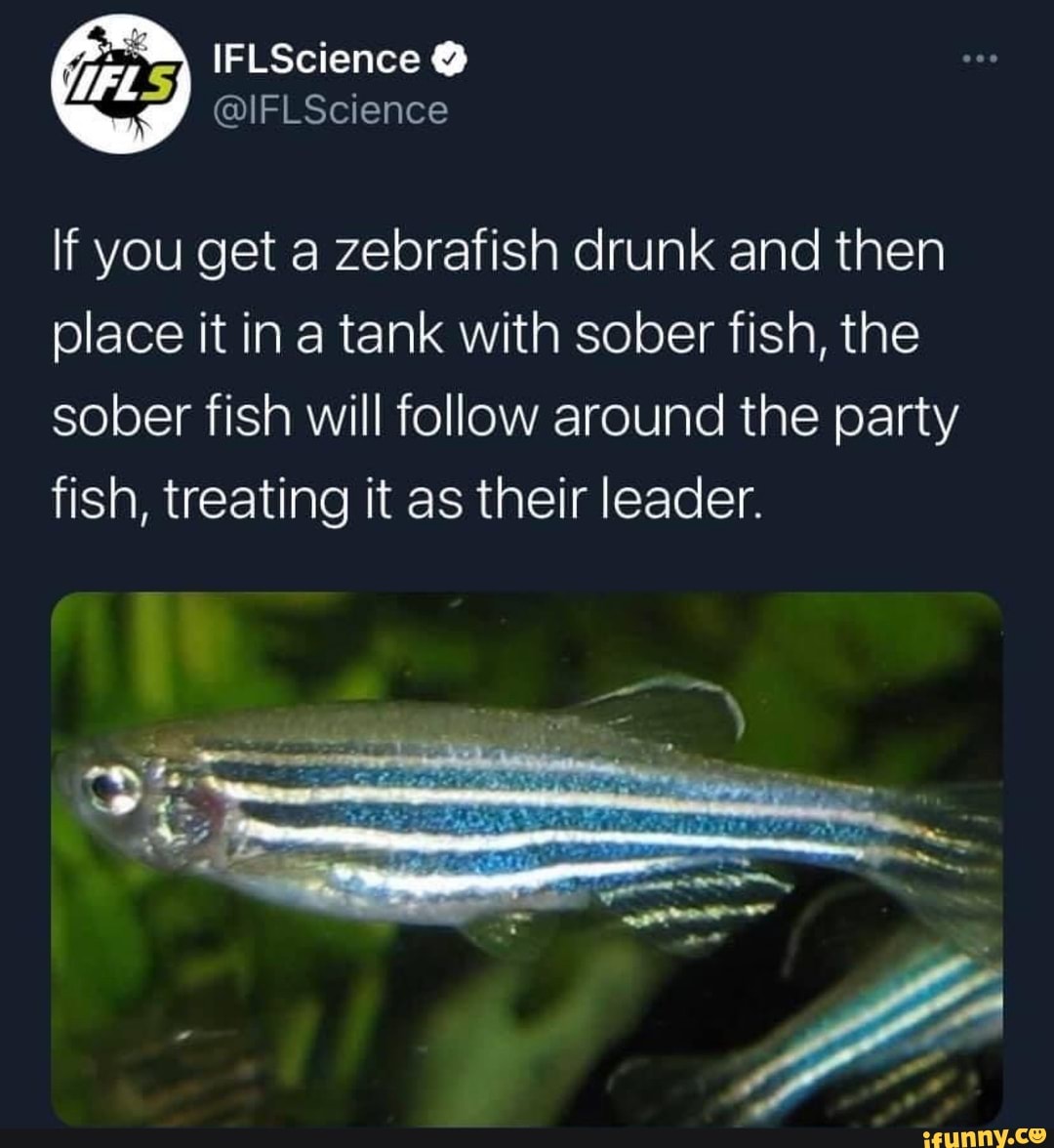 Zebrafish memes. Best Collection of funny Zebrafish pictures on iFunny