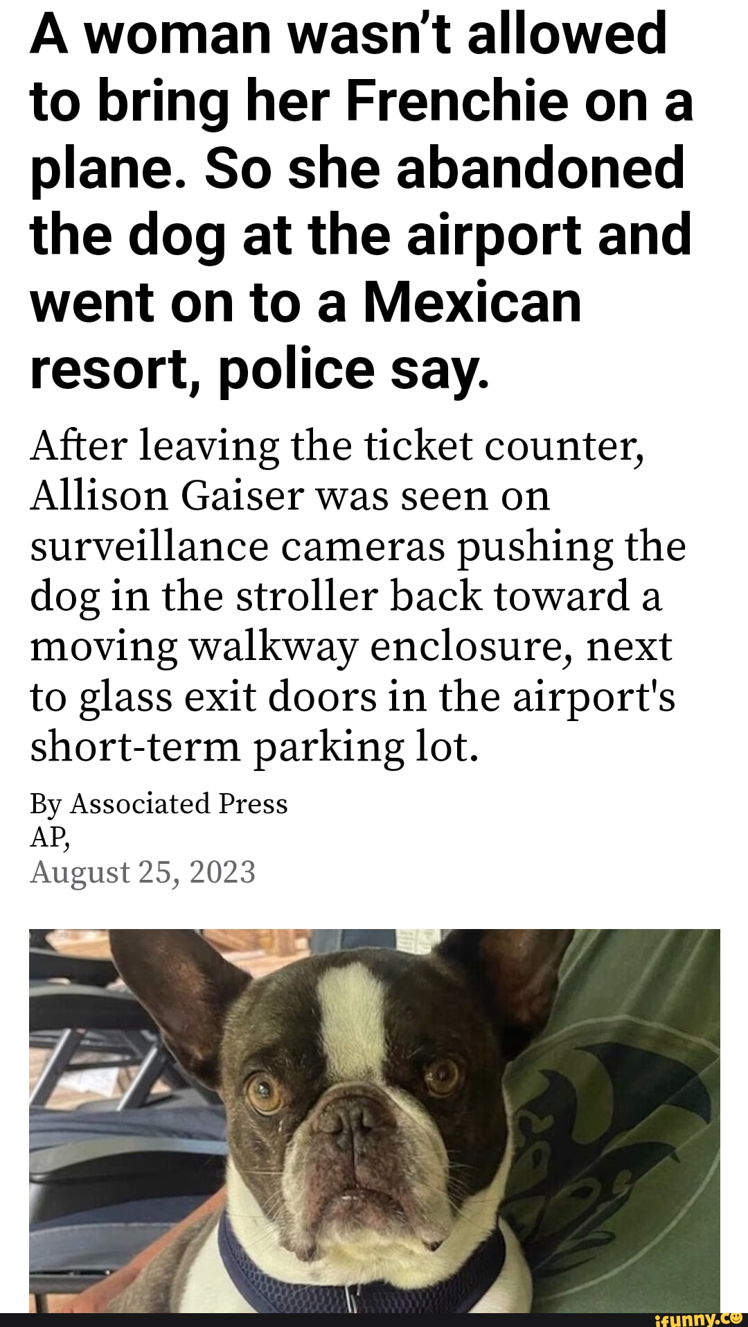 Frenchie memes. Best Collection of funny Frenchie pictures on iFunny