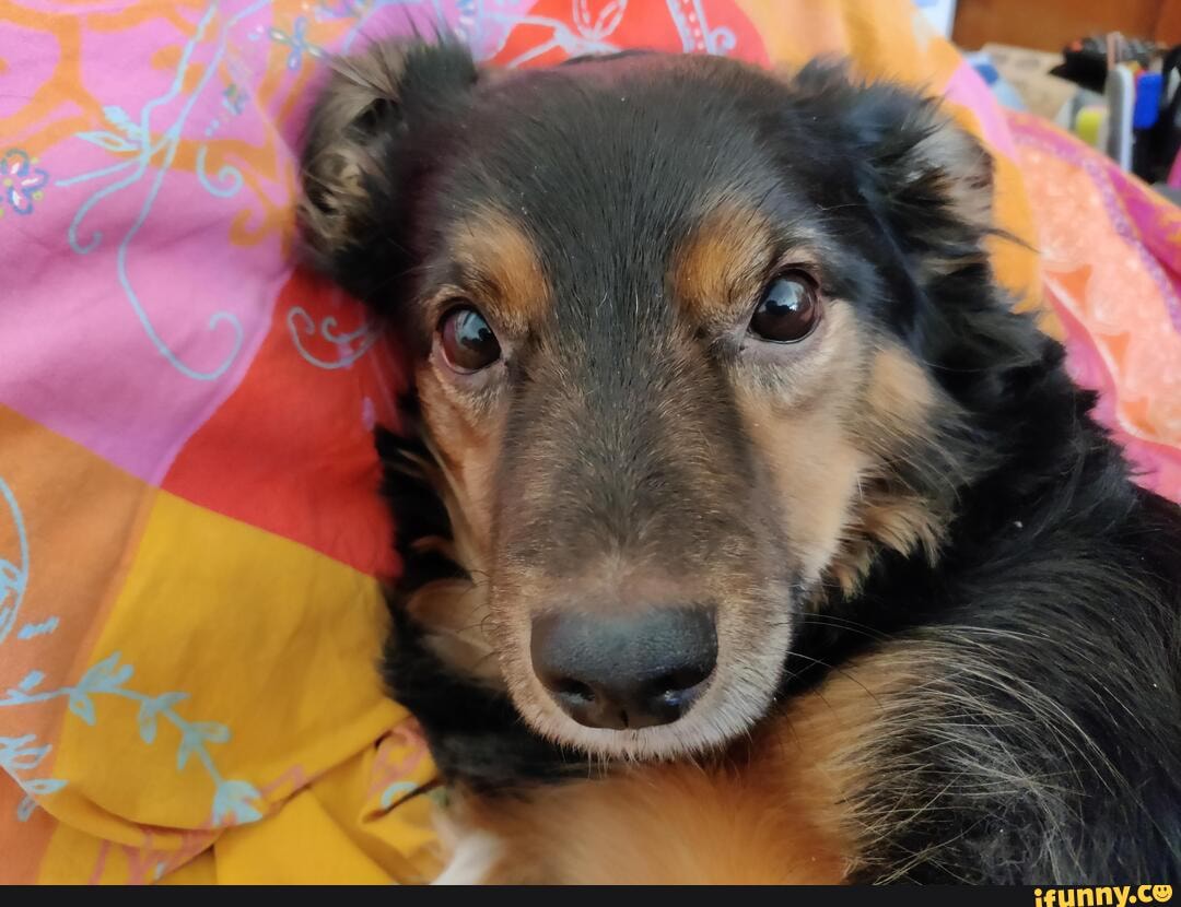 Happy_doggo memes. Best Collection of funny Happy_doggo pictures on iFunny