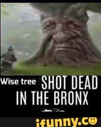 Wise tree SHOT DEAD IN THE BRONX - iFunny