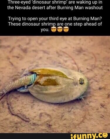 Three-eyed 'dinosaur shrimp are waking up in the Nevada desert after ...