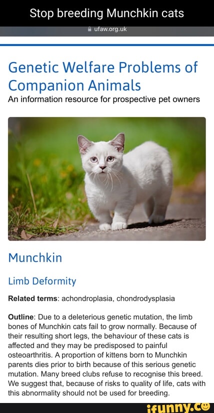 Munchkin memes. Best Collection of funny Munchkin pictures on iFunny