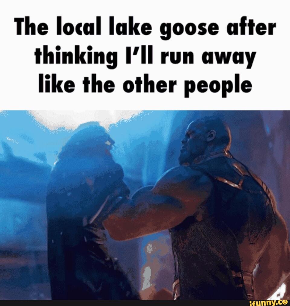 The local lake goose after thinking I'll run away like the other people ...