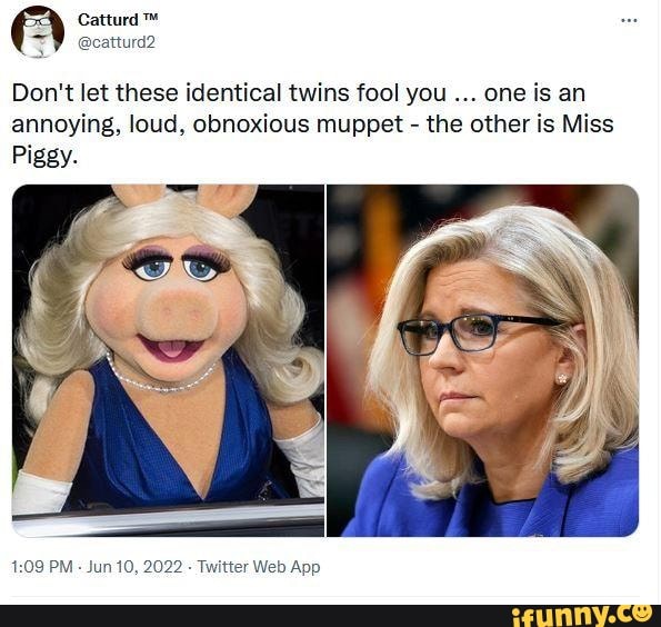 Catturd Don't let these identical twins fool you one is an annoying ...