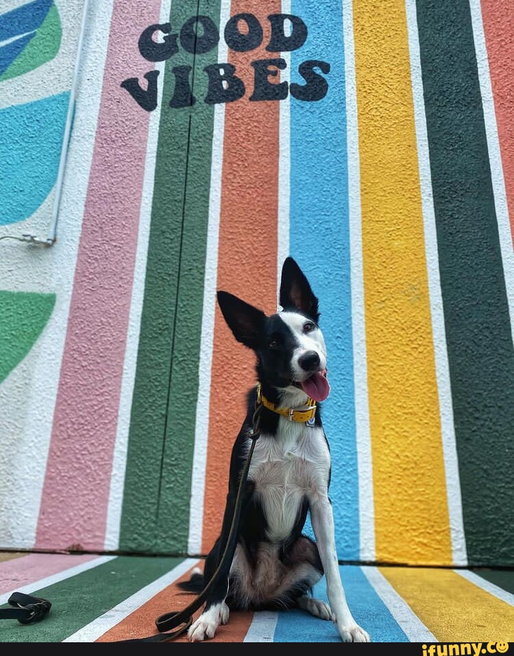 Pete Wentz memes memes. The best memes on iFunny