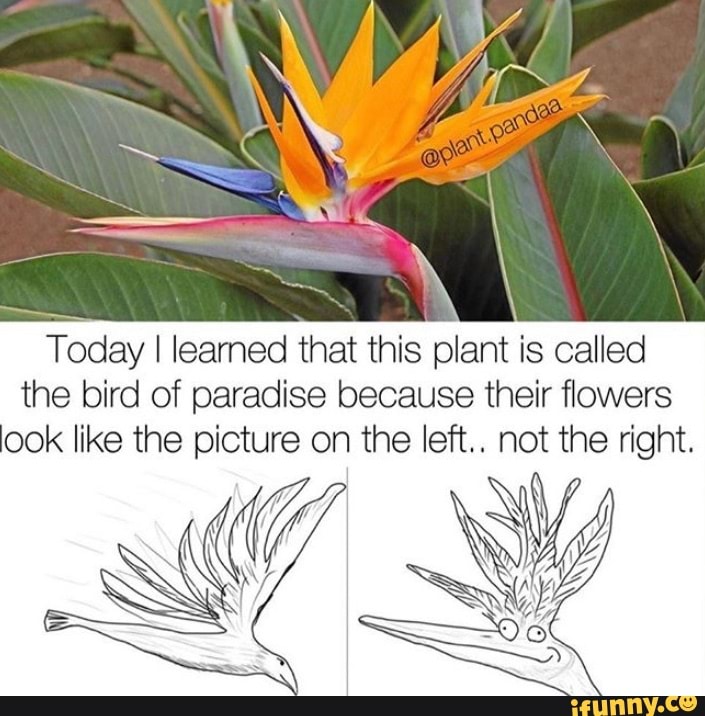 Birds Of Paradise Memenull